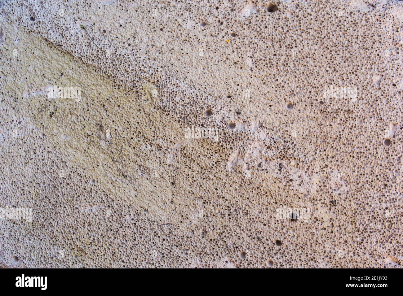 Spongy surface structure of the stone rock shell Stock Photo - Alamy