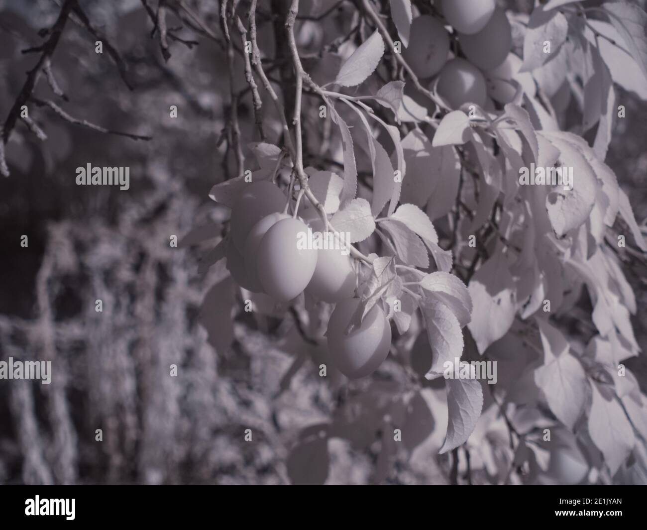 infrared photography - ir photo of landscape with tree under sky with ...