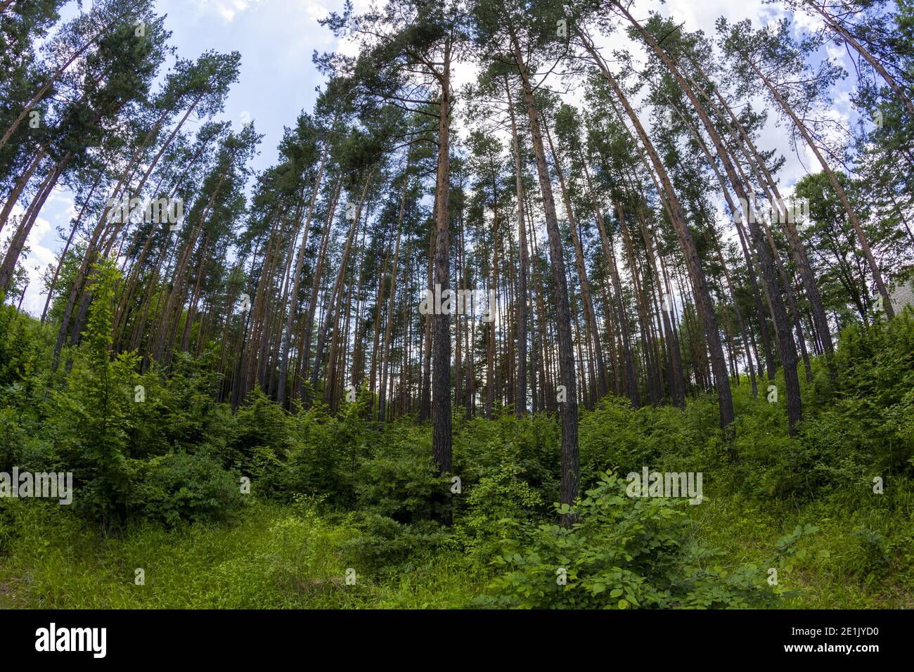 Spherical bushes hi-res stock photography and images - Alamy