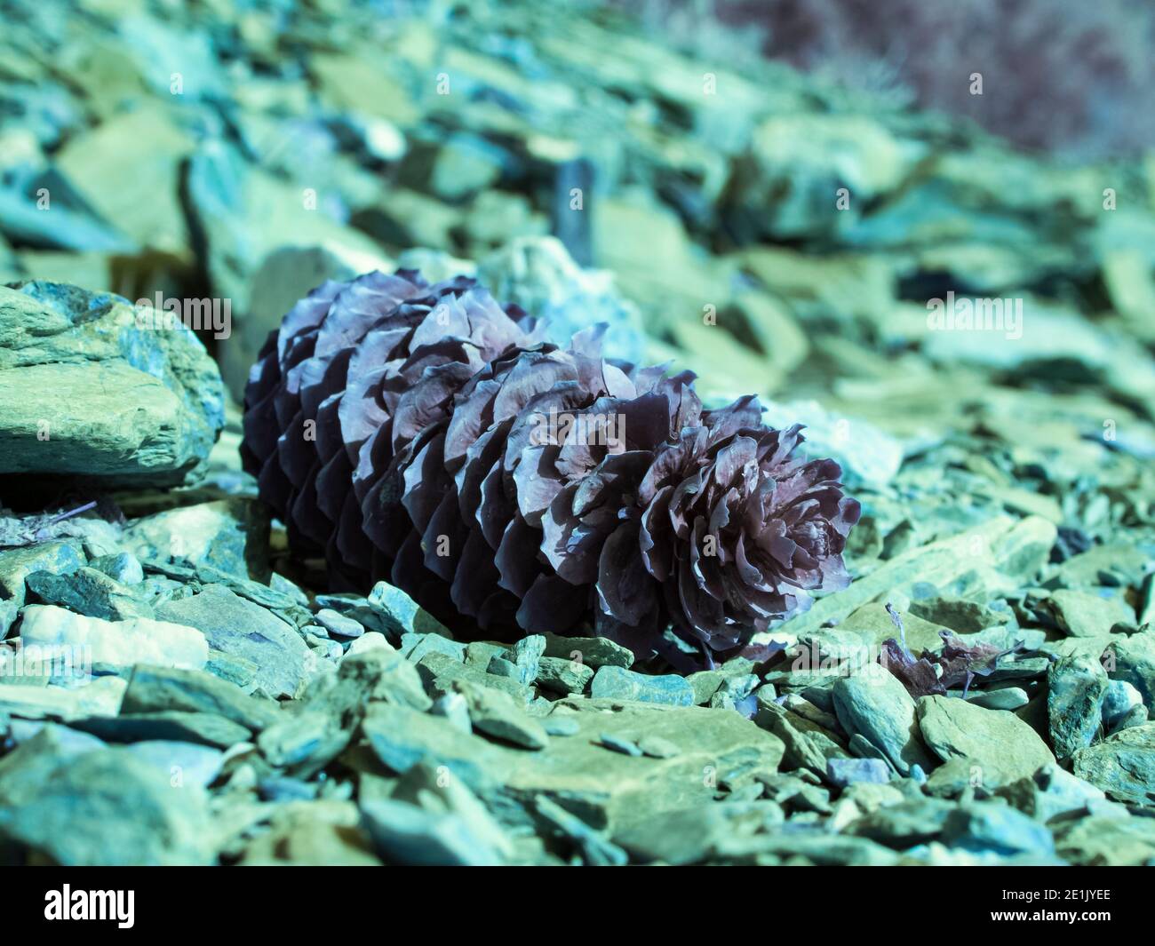 infrared photography - ir photo of landscape with tree under sky with ...
