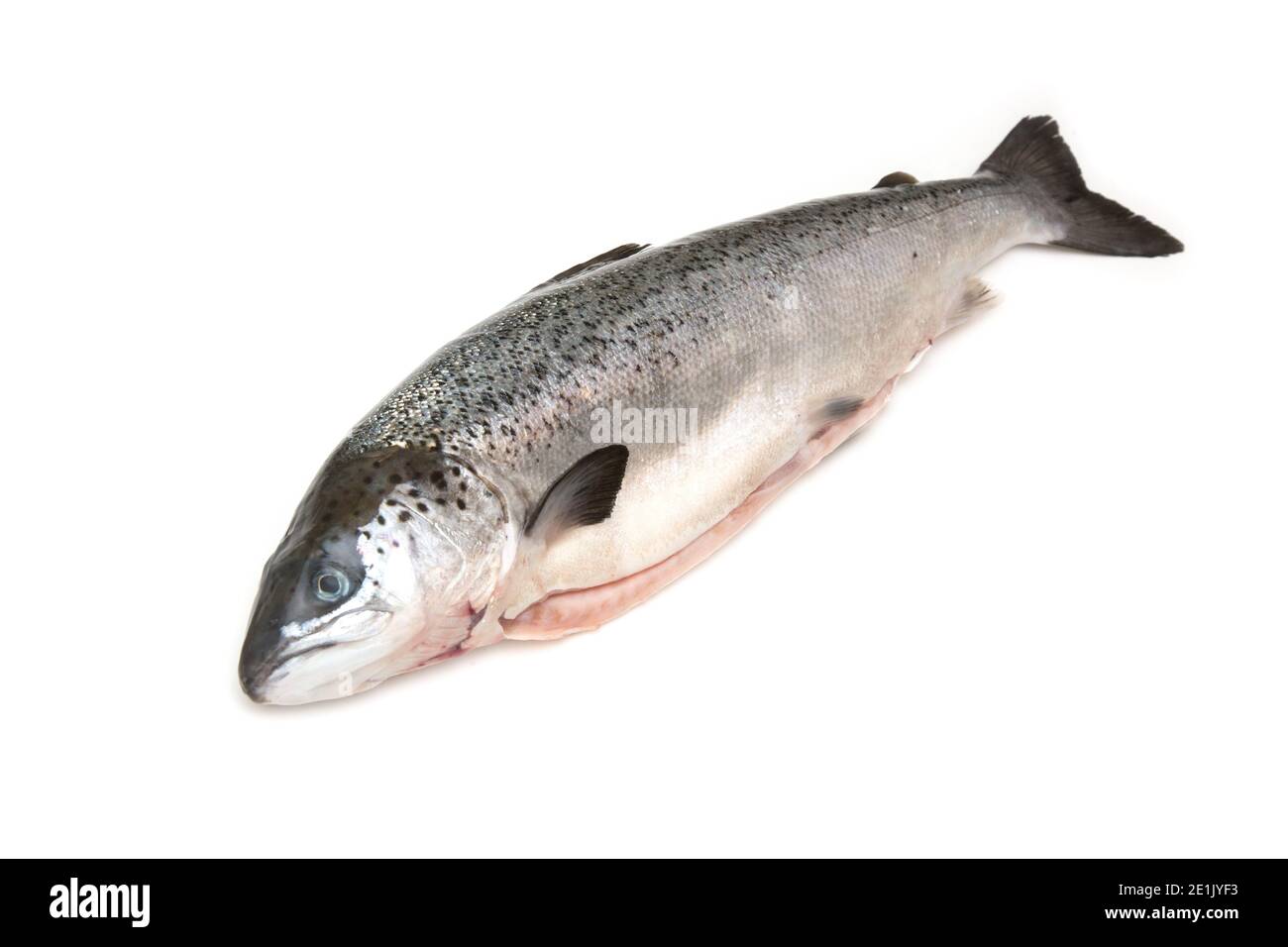 Whole Scottish salmon fish (1kg ) isolated on a white studio background ...