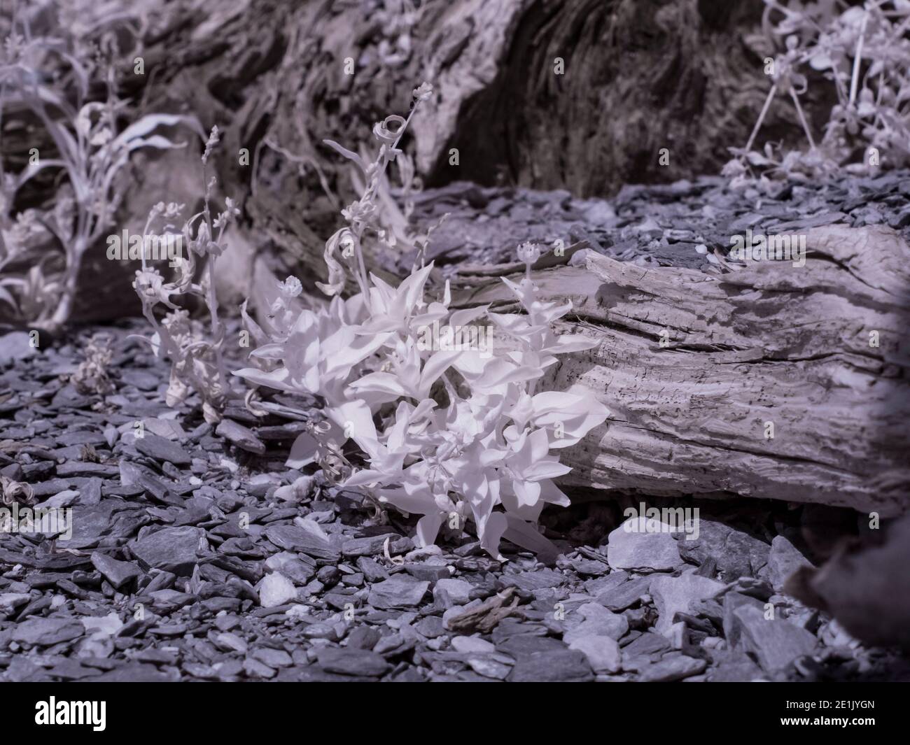 infrared photography - ir photo of landscape with tree under sky with ...