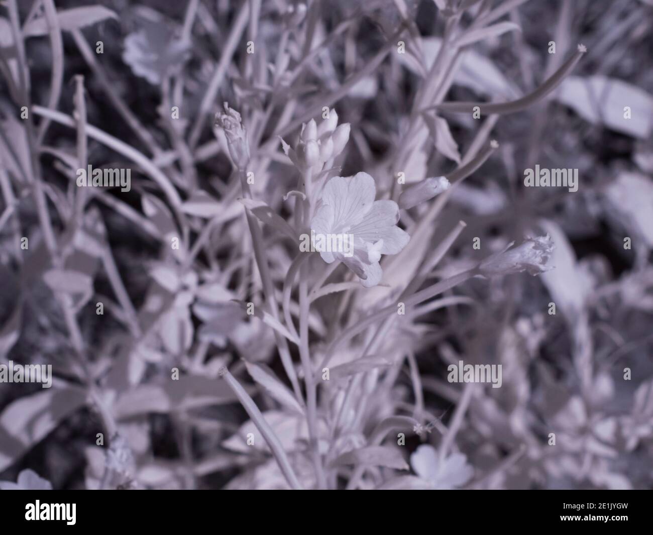 infrared photography - ir photo of landscape with tree under sky with ...