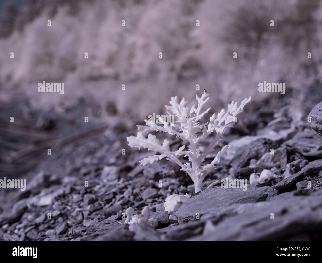 infrared photography - ir photo of landscape with tree under sky with ...