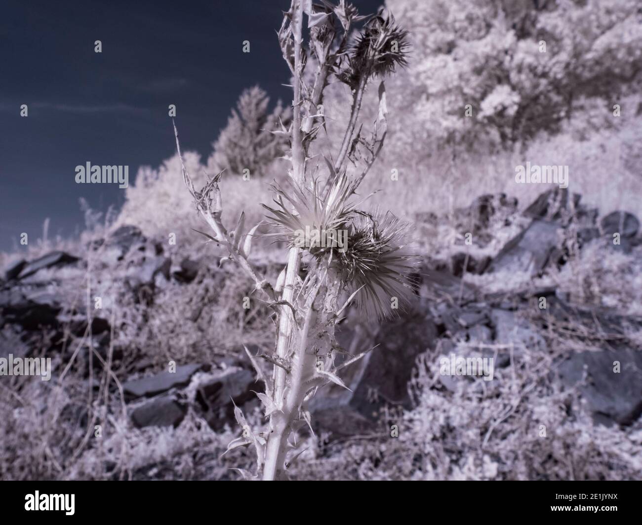 infrared photography - ir photo of landscape with tree under sky with ...