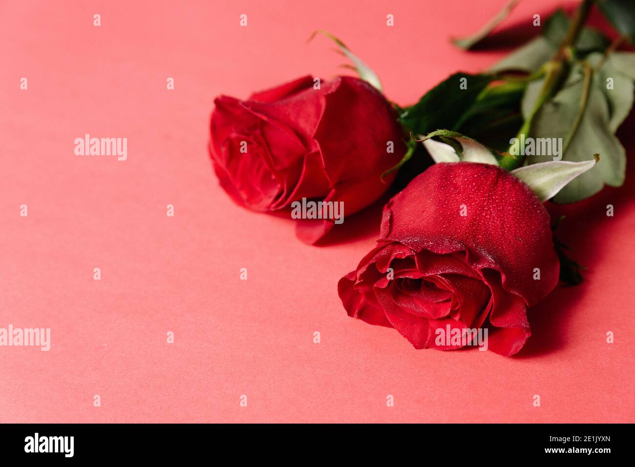 Rose rip hi-res stock photography and images - Alamy