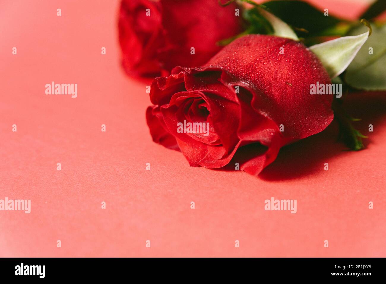 monochrome of red roses on rd background. close up of wet rip red roses ...