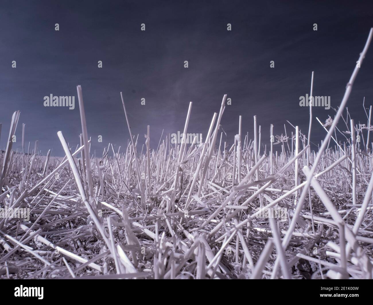 infrared photography - ir photo of landscape with tree under sky with ...