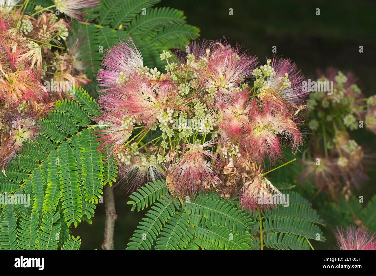 Persian Silk Tree Albizia Julibrissin High Resolution Stock Photography ...