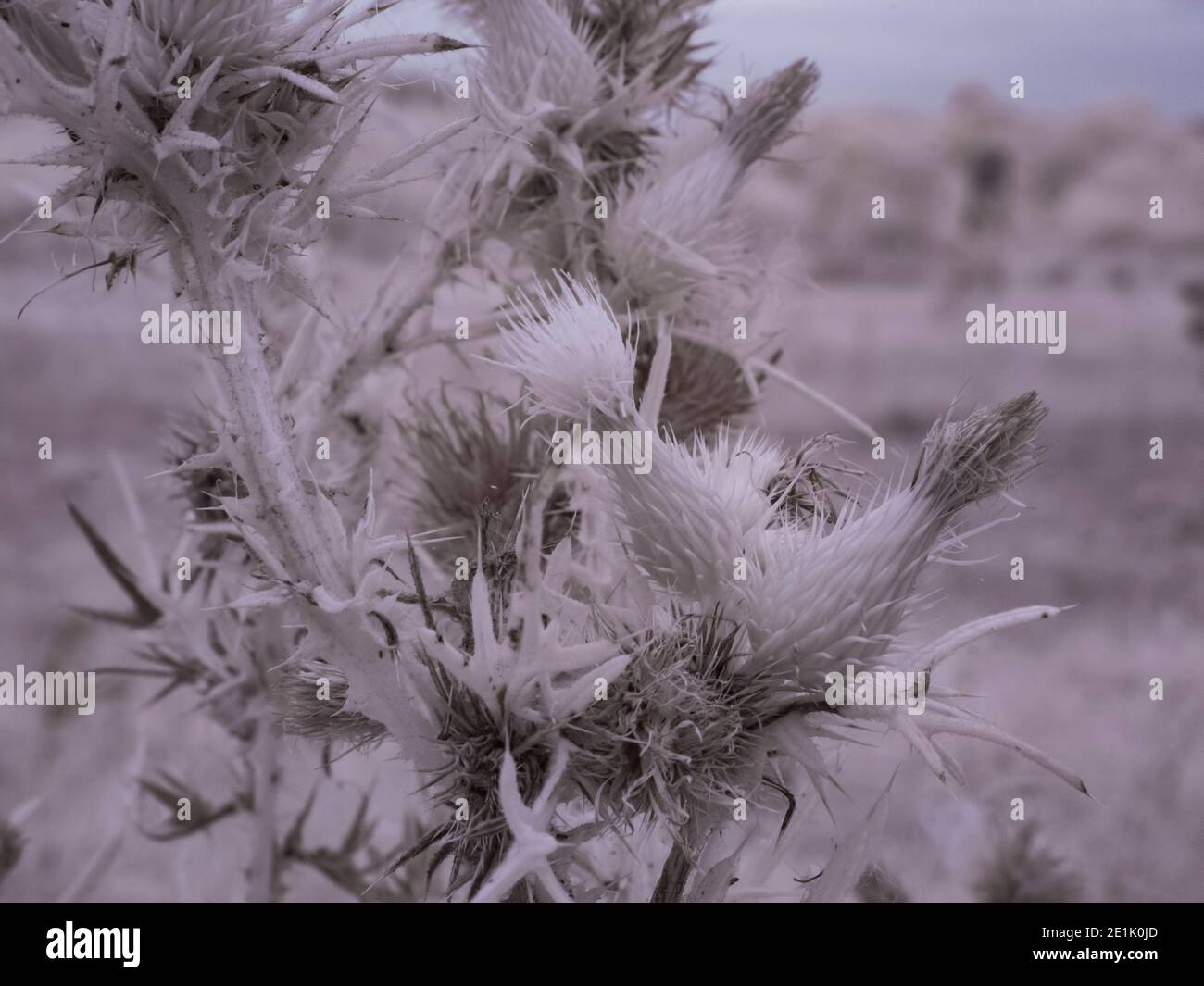 infrared photography - ir photo of landscape with tree under sky with ...