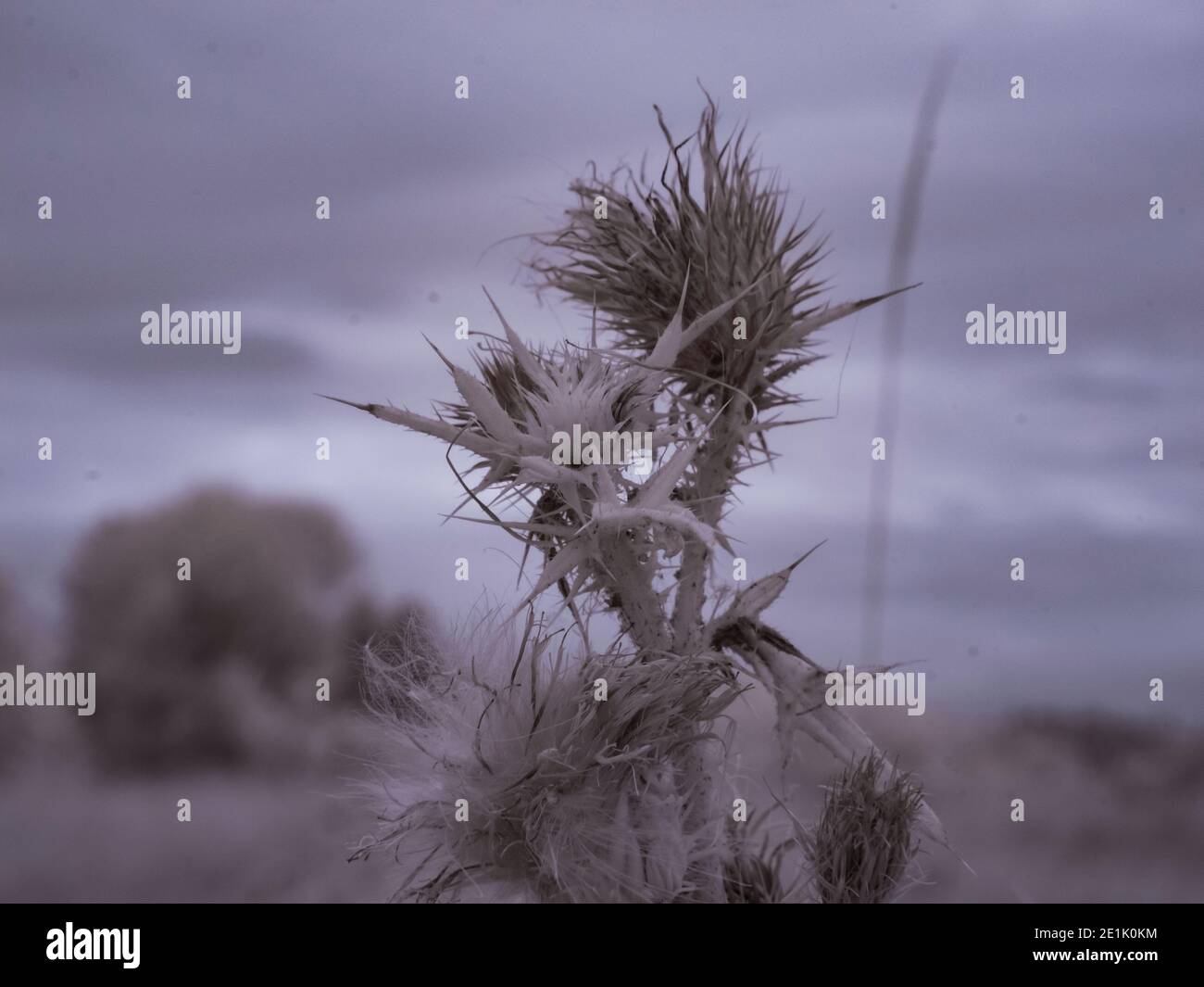 infrared photography - ir photo of landscape with tree under sky with ...