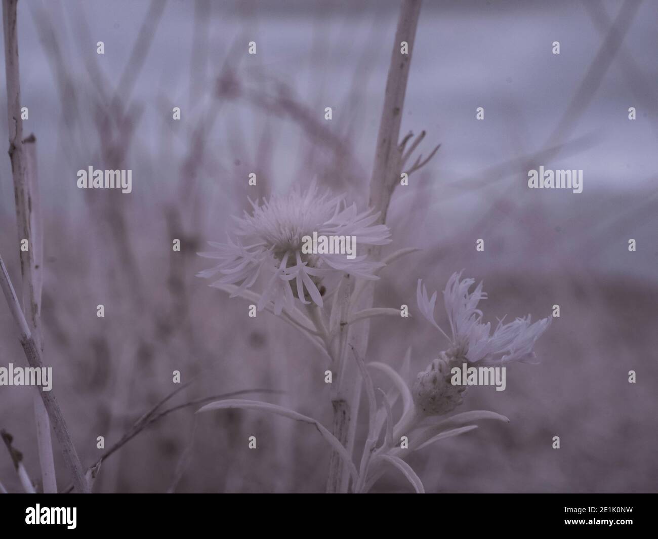 infrared photography - ir photo of landscape with tree under sky with ...