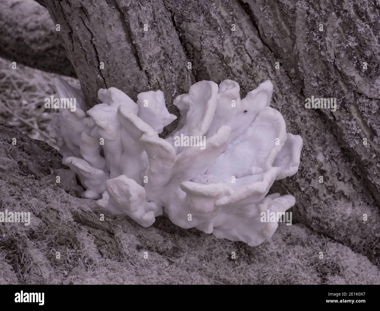 infrared photography - ir photo of landscape with tree under sky with ...