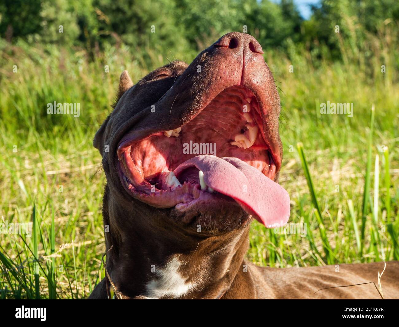 Red Nose Pitbull Teeth