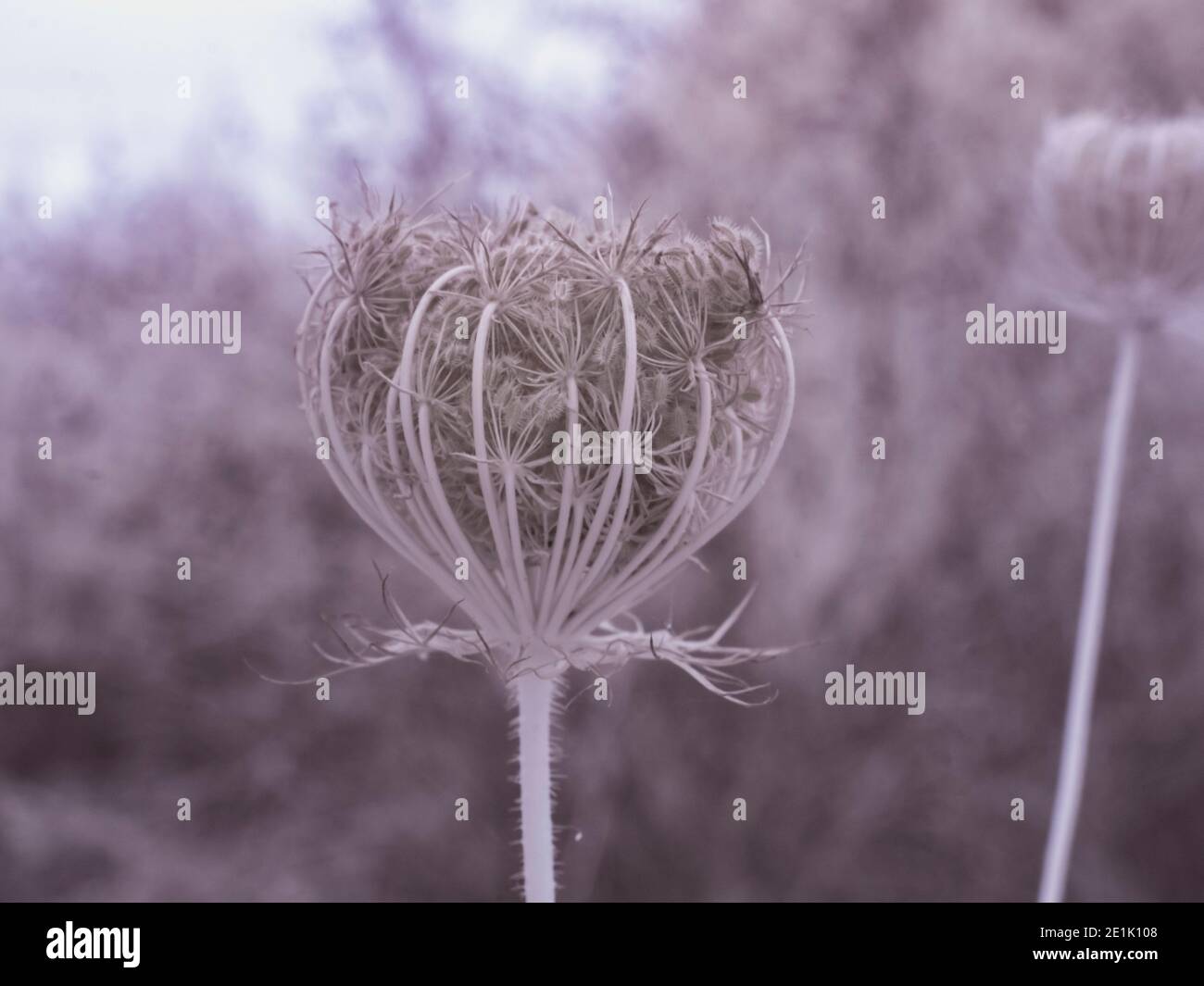 infrared photography - ir photo of landscape with tree under sky with ...