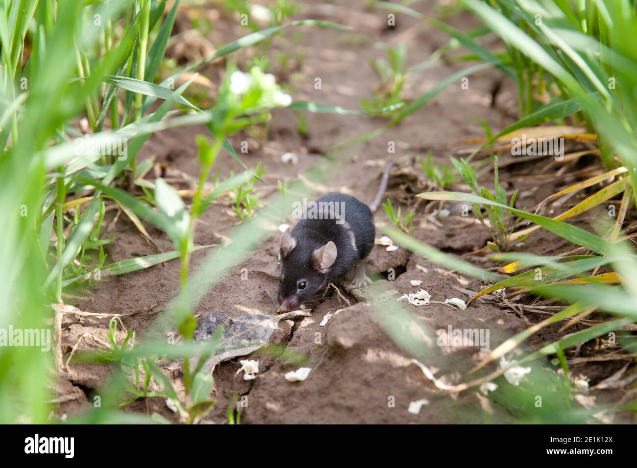 Mouse on the field. Small mouse close-up. Rodents in a wheat field ...