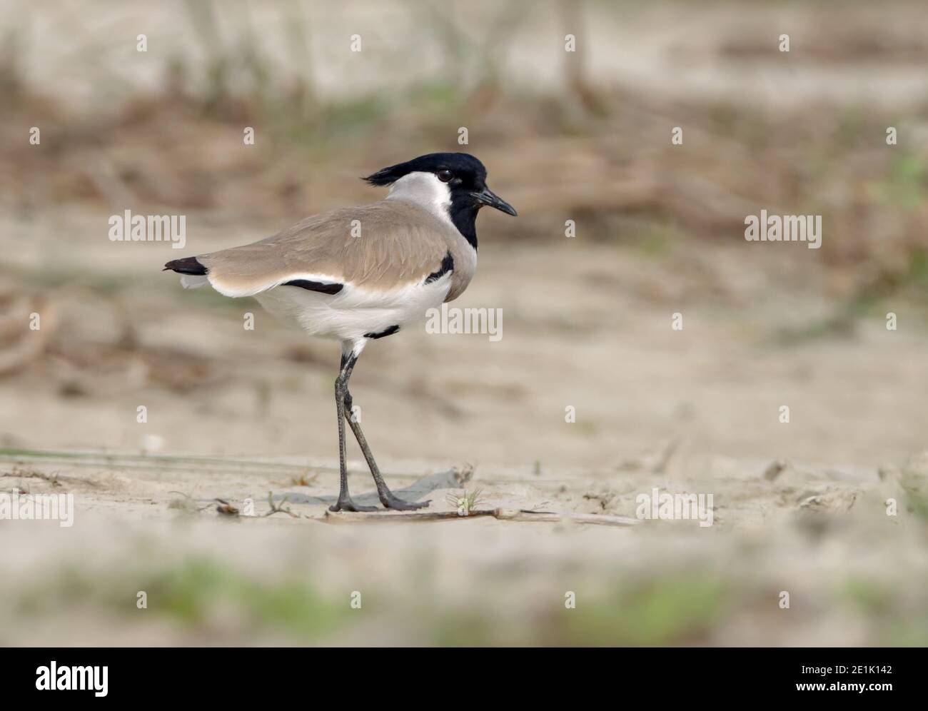 The river lapwing is a lapwing species which breeds from the Indian ...