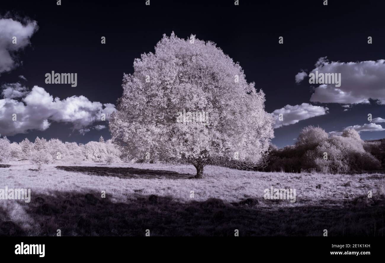infrared photography - ir photo of landscape with tree under sky with ...