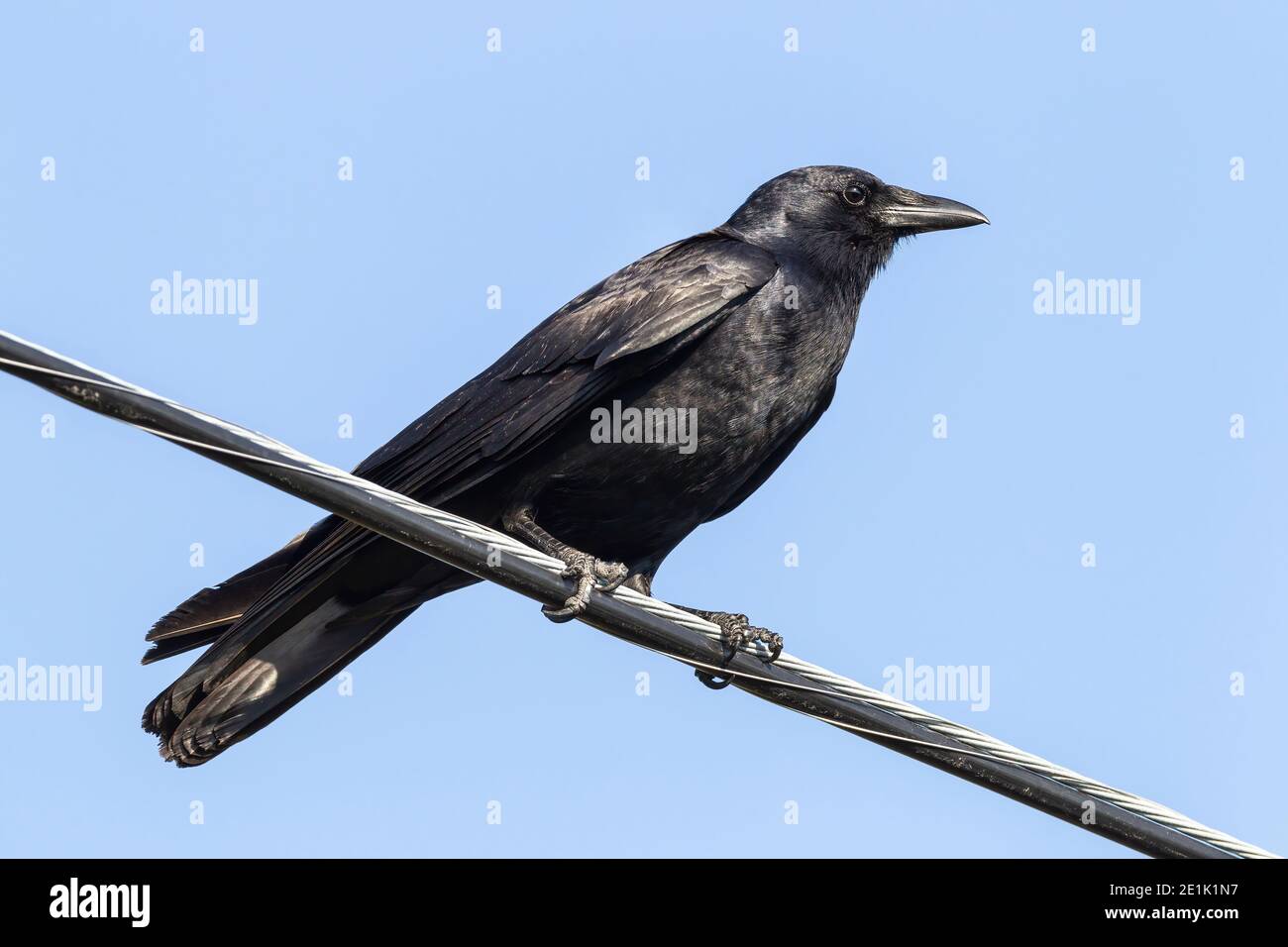 American Crow, Florida, USA, 3 March 2012 Stock Photo - Alamy