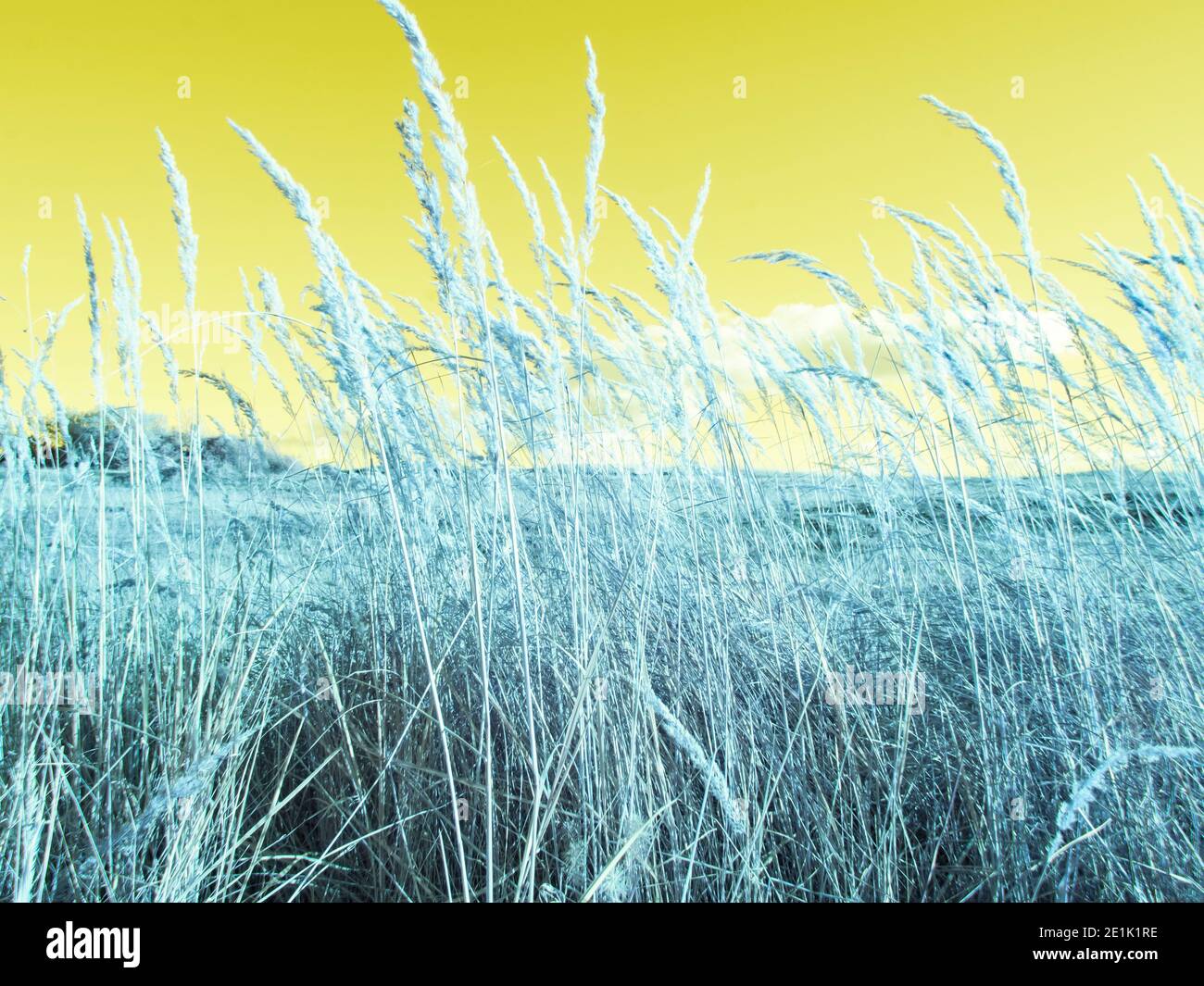infrared photography - ir photo of landscape with tree under sky with ...