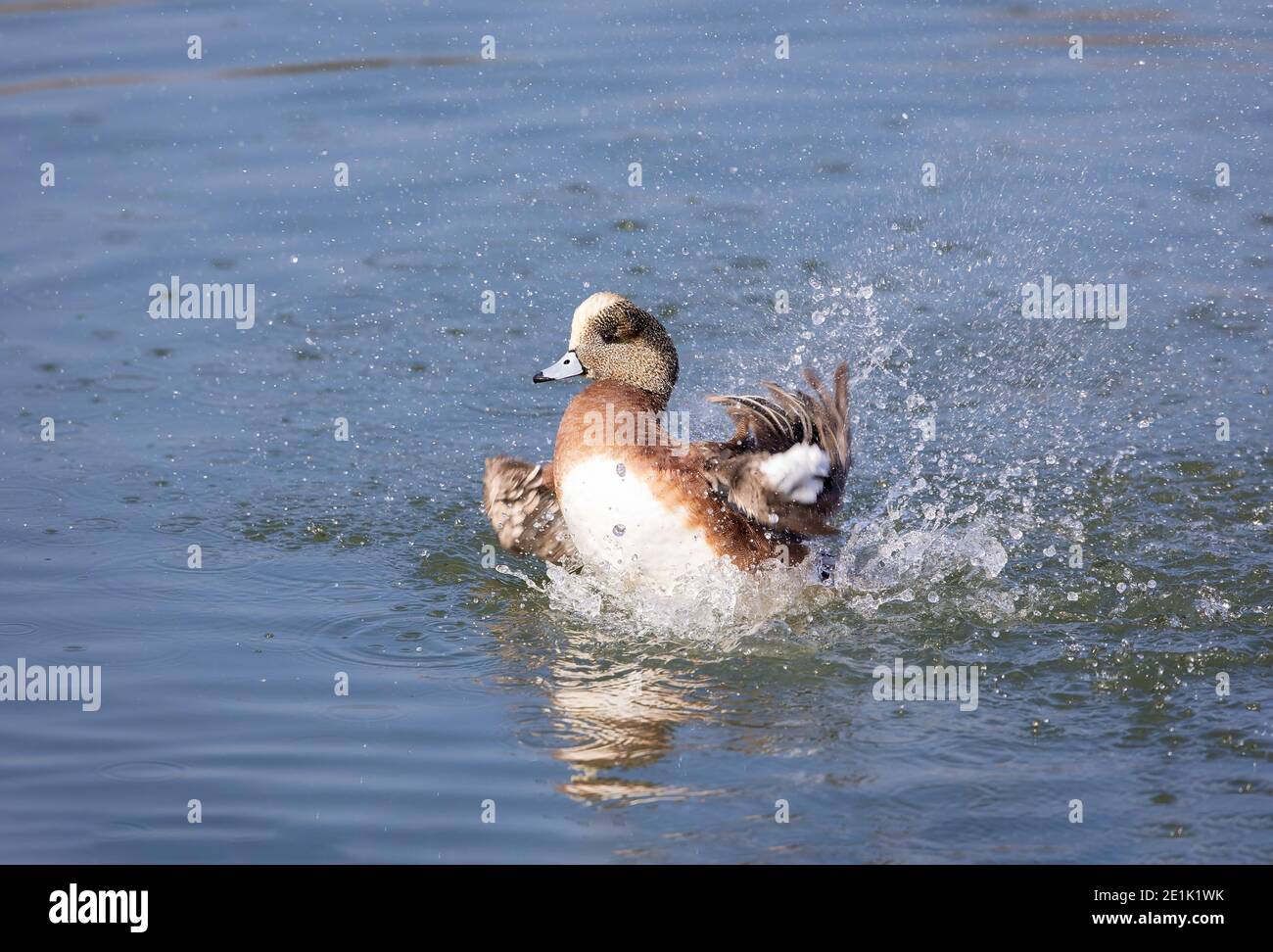 Wigeon drake hi-res stock photography and images - Alamy