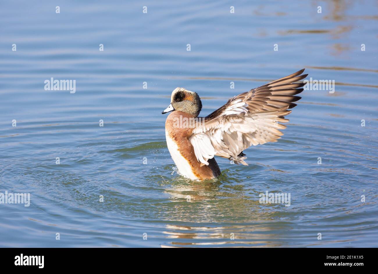 American Wigeon Drake Stock Photo - Alamy