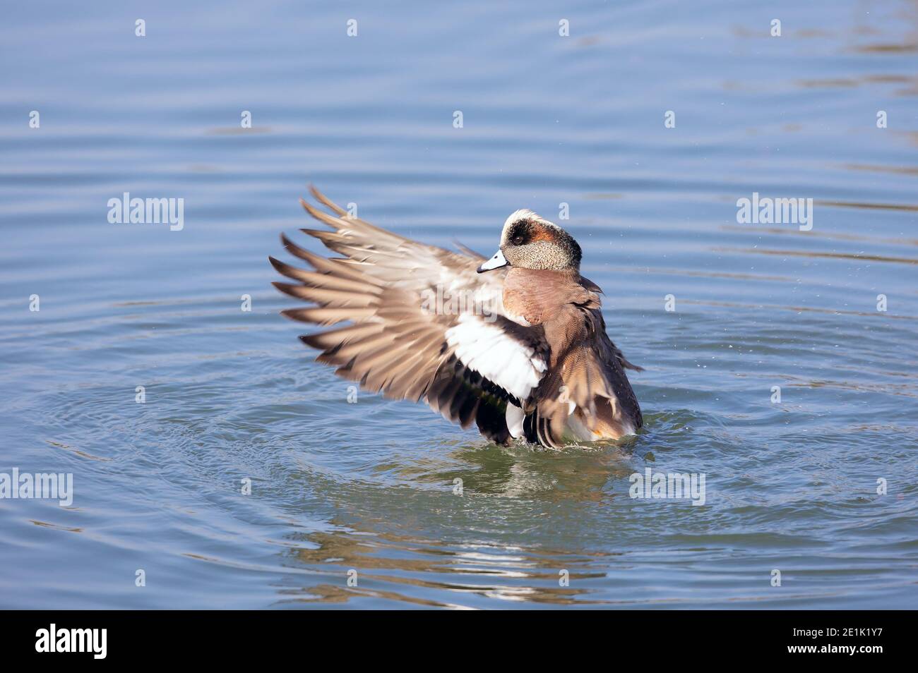 American Wigeon Drake Stock Photo - Alamy