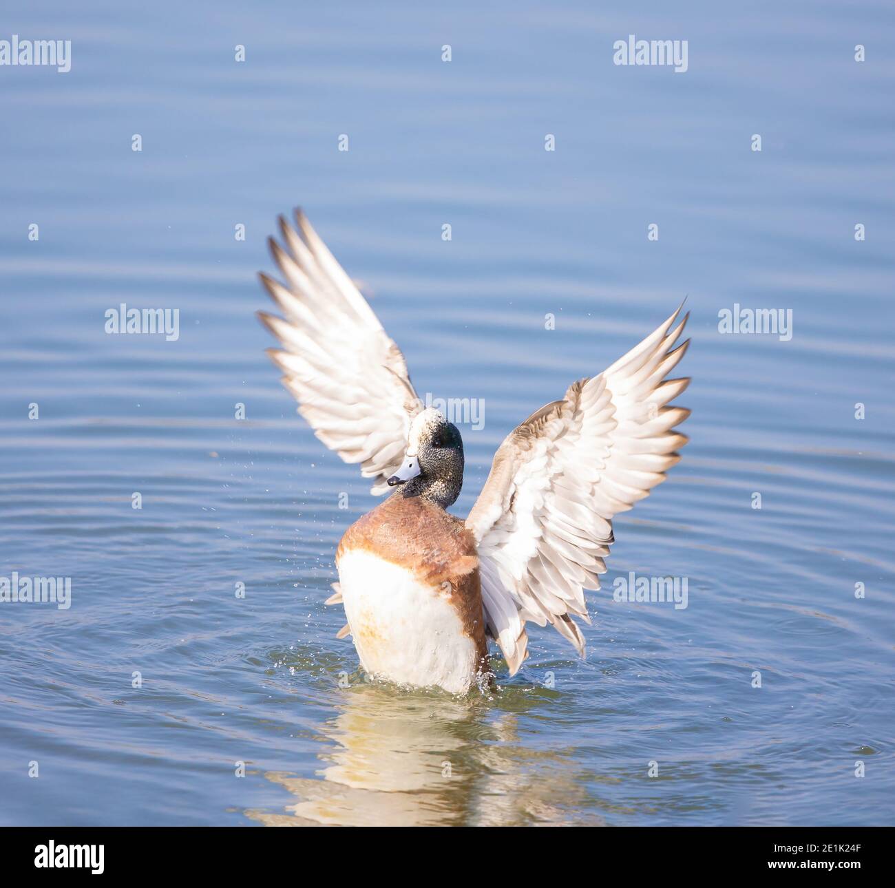 Wigeon drake hi-res stock photography and images - Alamy