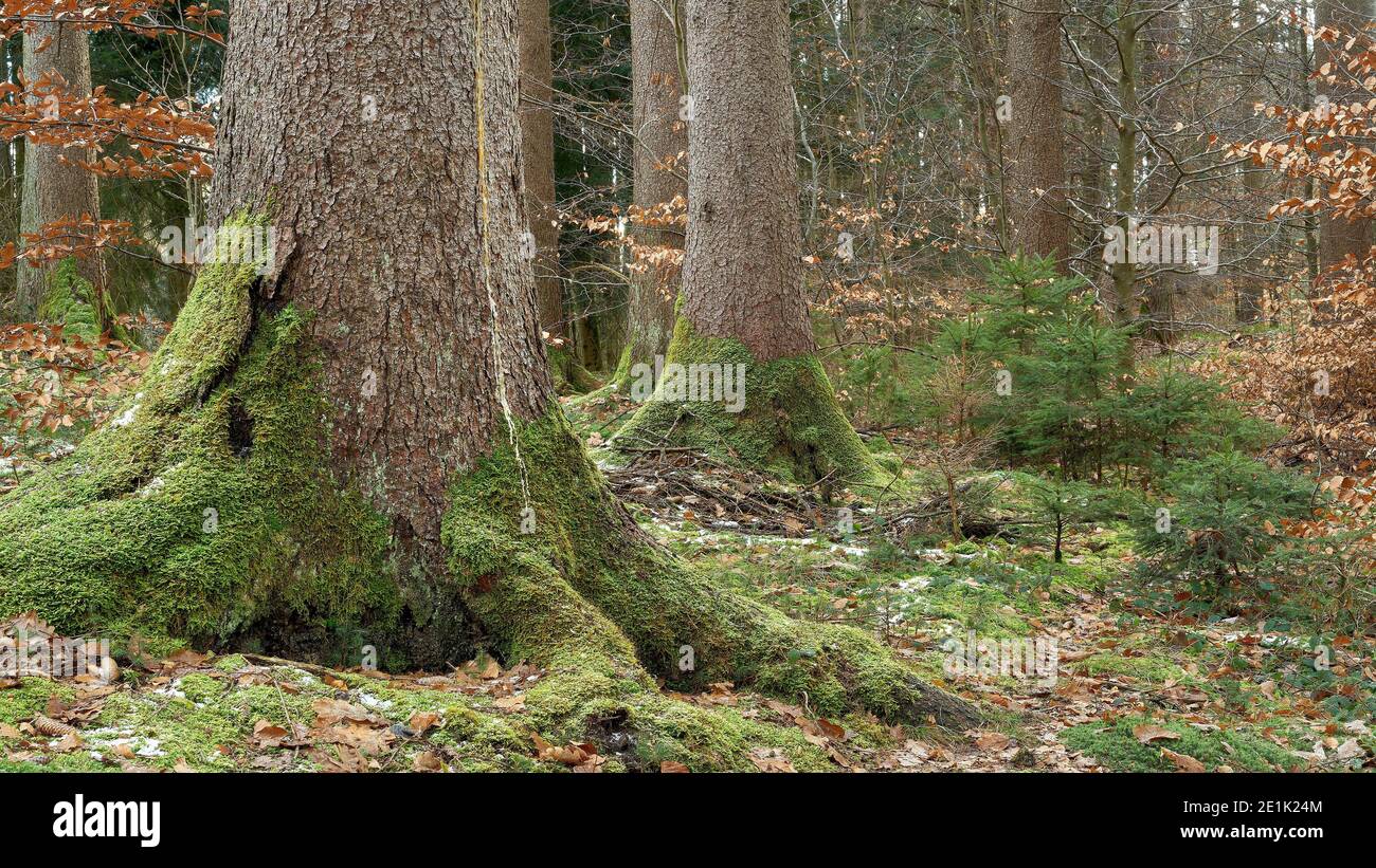 Fir or spruce trunks with green moss. Forest landscape with old and ...