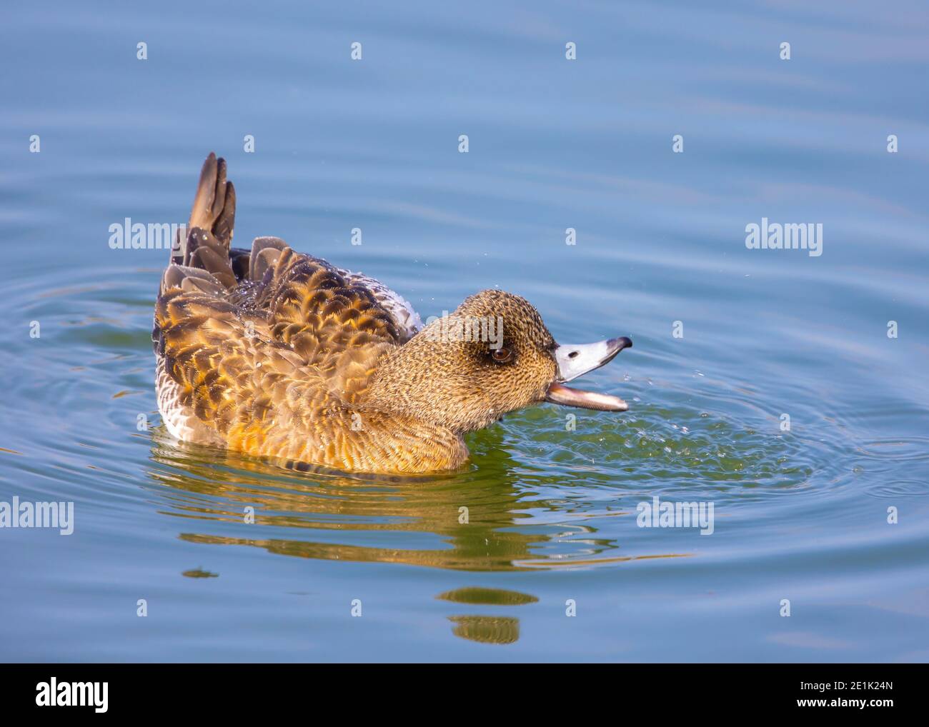 American Wigeon Hen Stock Photo - Alamy