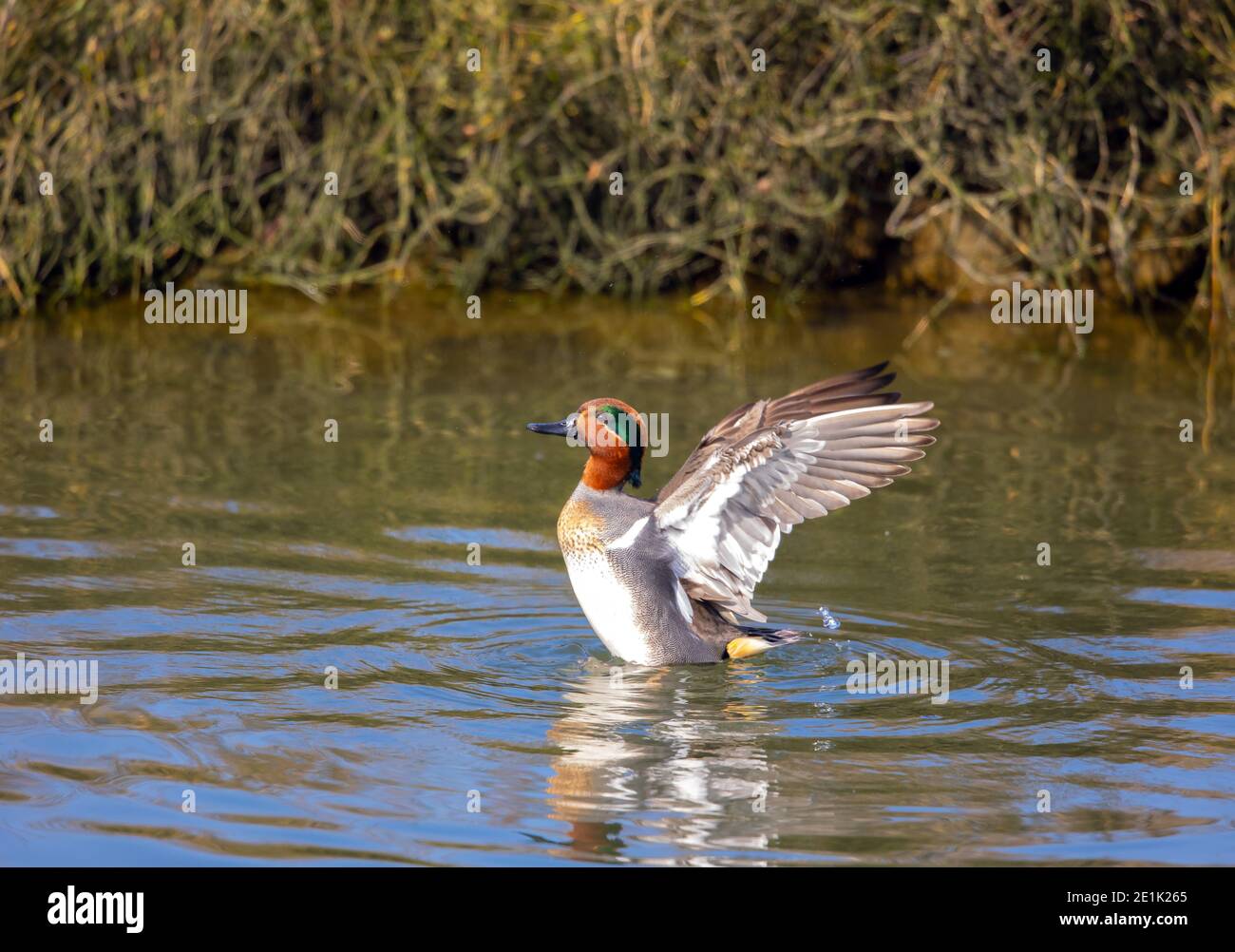Green winged Teal Drake Stock Photo - Alamy