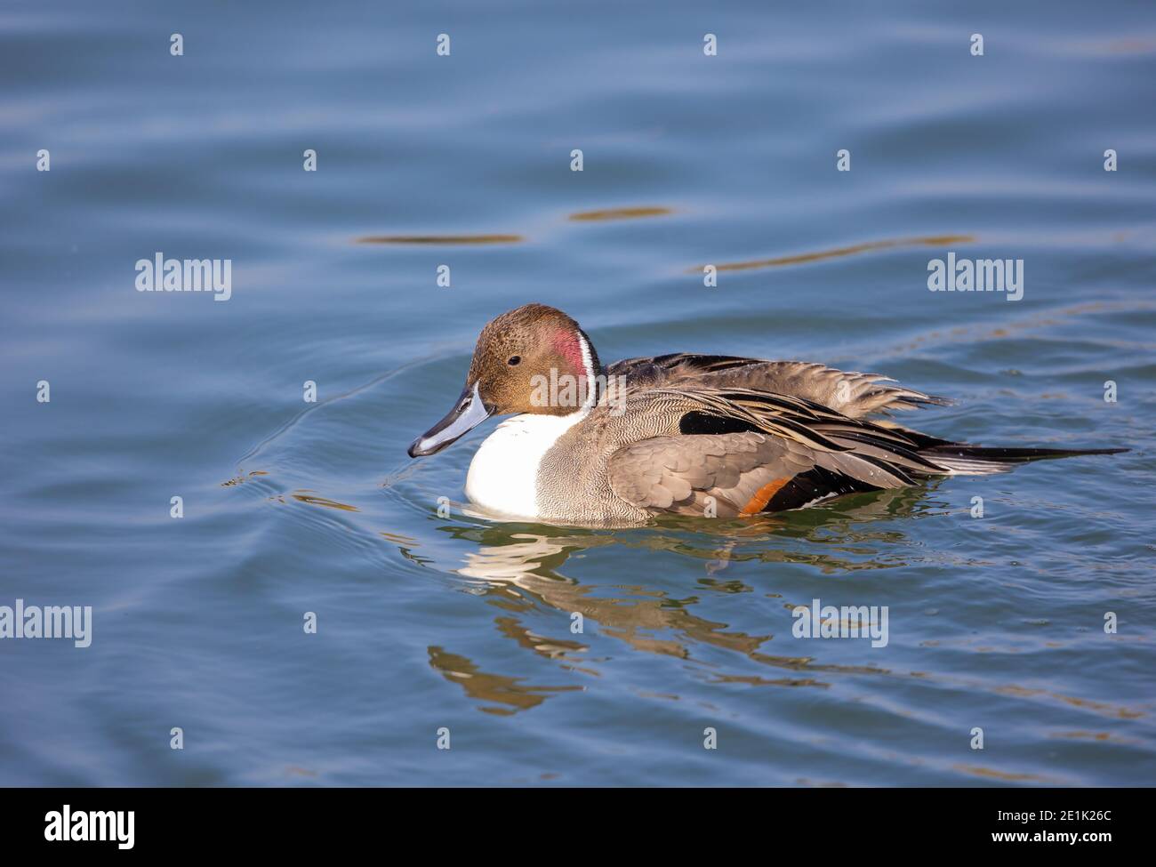 Northern Pintail Drake Stock Photo - Alamy
