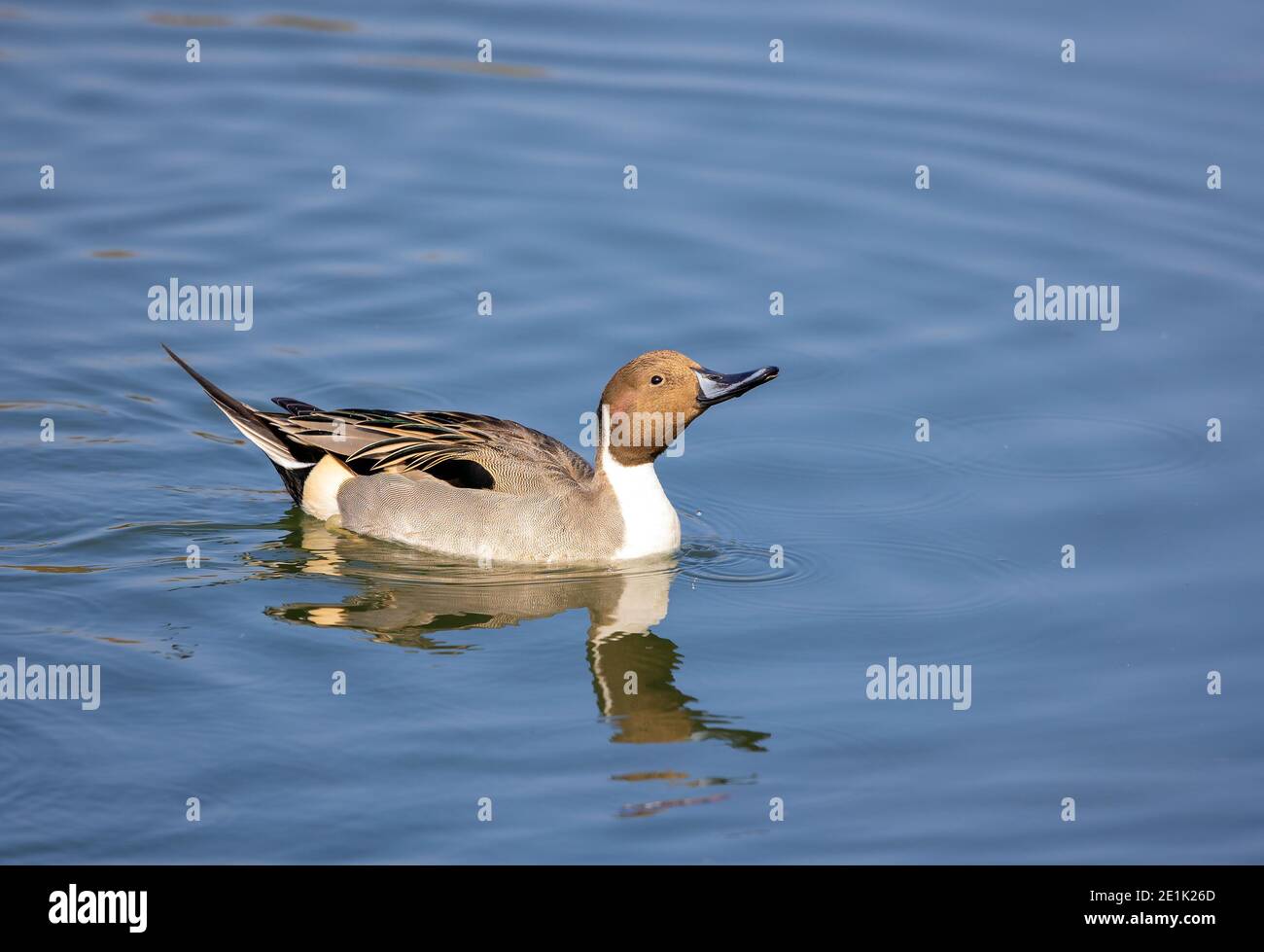 Northern Pintail Drake Stock Photo - Alamy