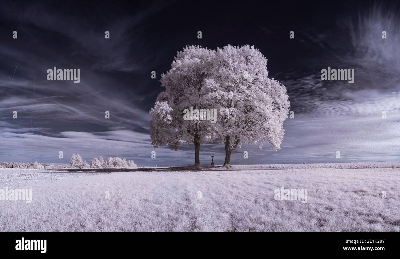 infrared photography - ir photo of landscape with tree under sky with ...