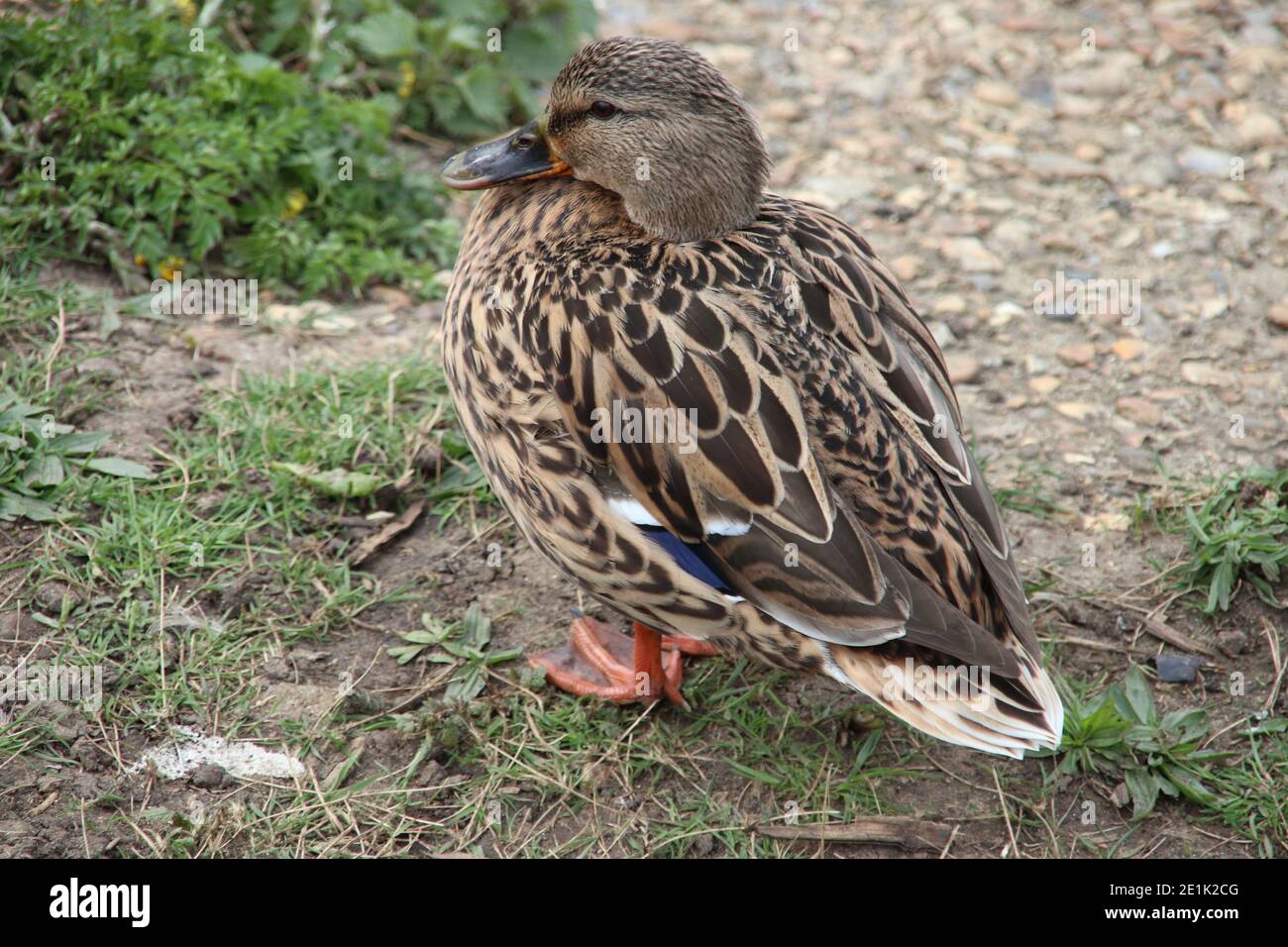 Adult Female Mallard duck Stock Photo - Alamy