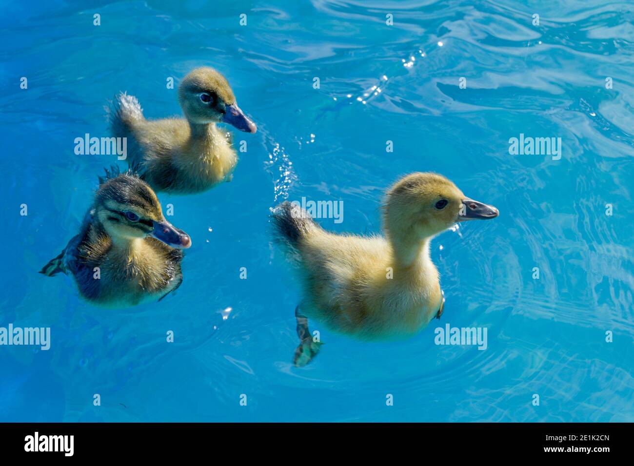 Baby ducklings, pool Stock Photo - Alamy