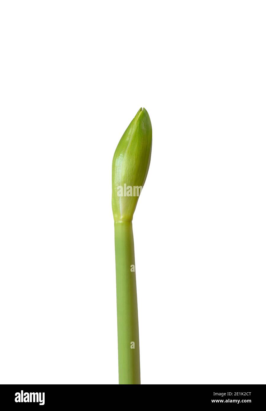 Spring flower bud isolated on white background, composition of nature ...