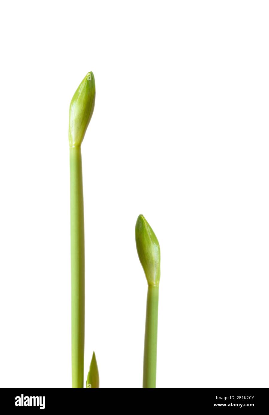 Spring flower bud isolated on white background, composition of nature ...