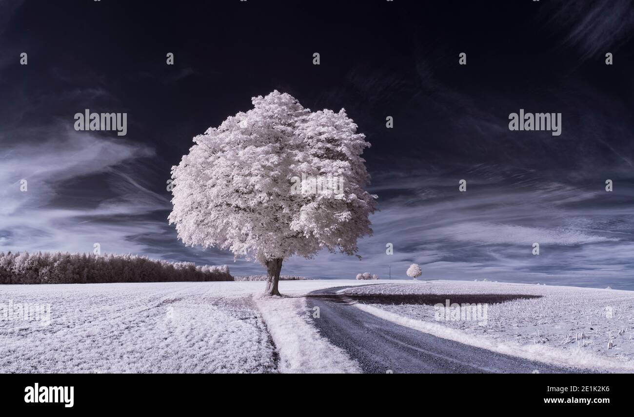 infrared photography - ir photo of landscape with tree under sky with ...