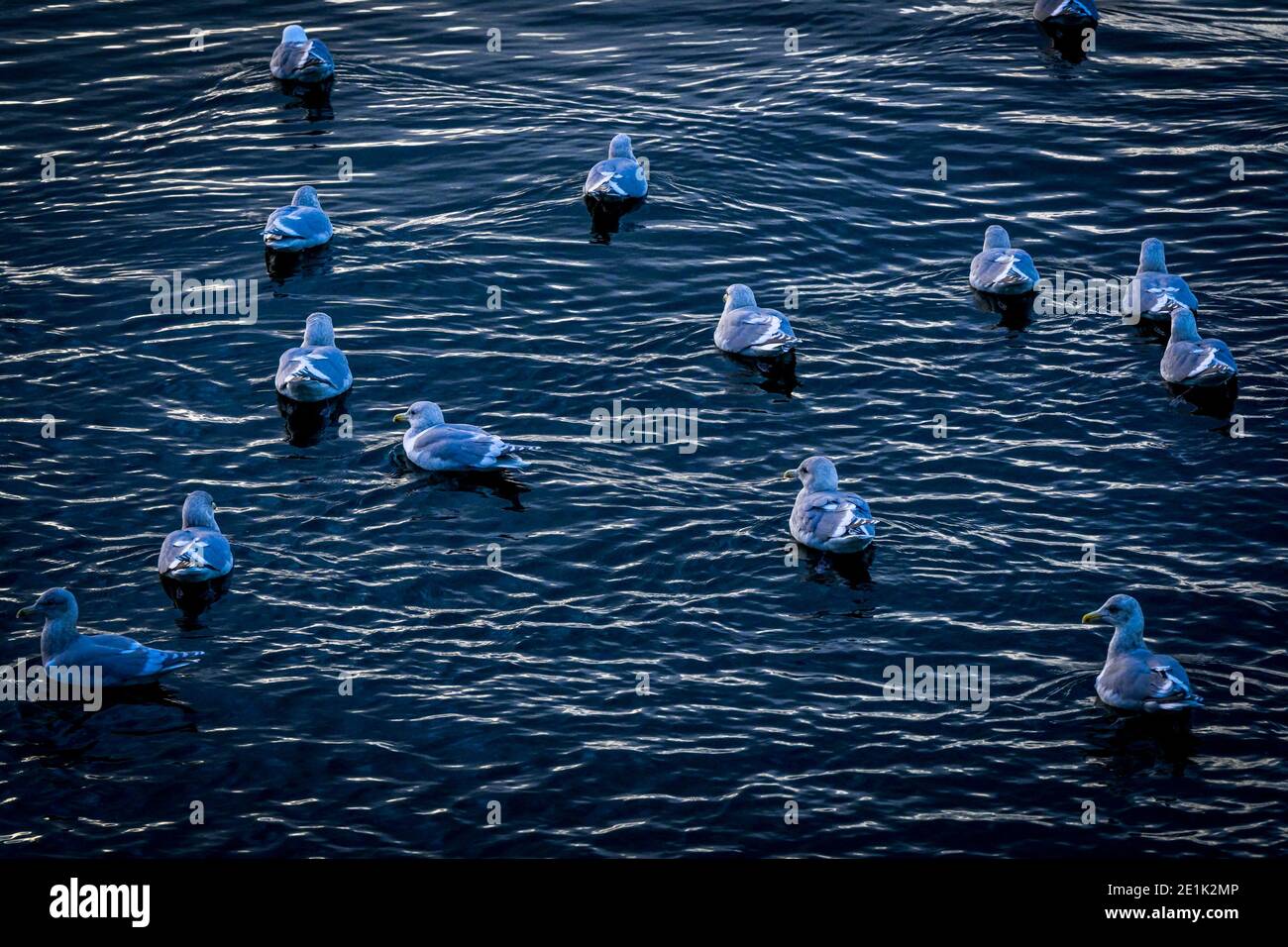 Glaucous winged gulls on water, Vancouver, British Columbia, Canada ...
