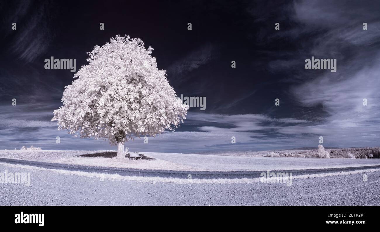 infrared photography - ir photo of landscape with tree under sky with ...