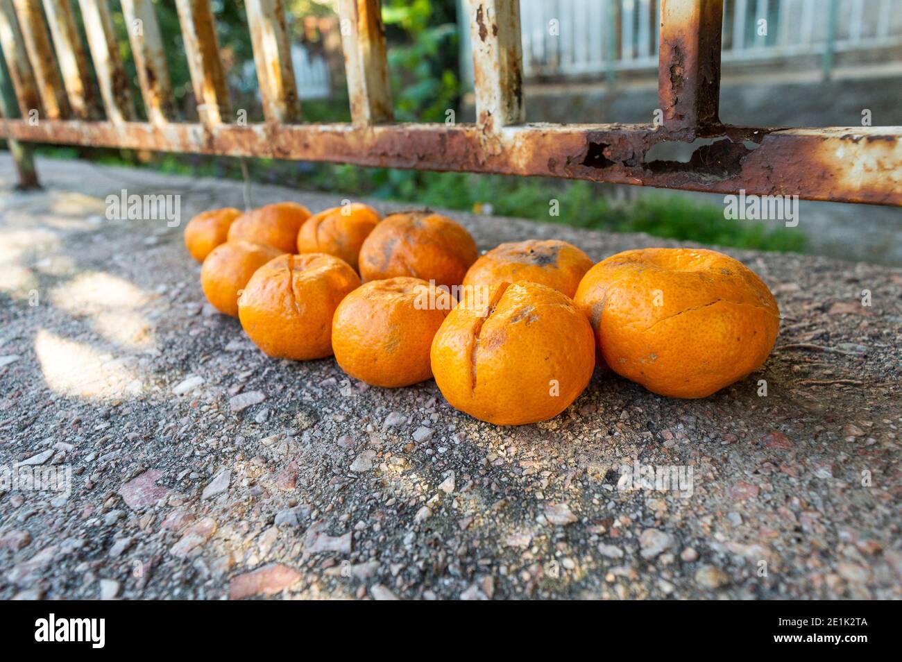 Rotten oranges hi-res stock photography and images - Alamy