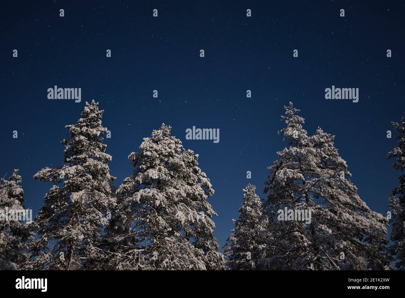 Moonlit forest scene hi-res stock photography and images - Alamy