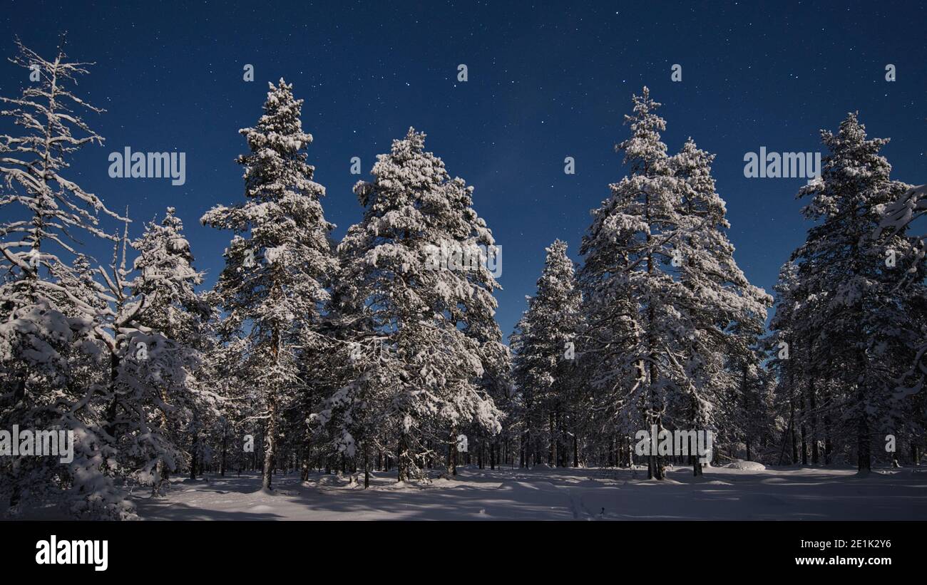 Moonlit Forest Scene High Resolution Stock Photography and Images - Alamy
