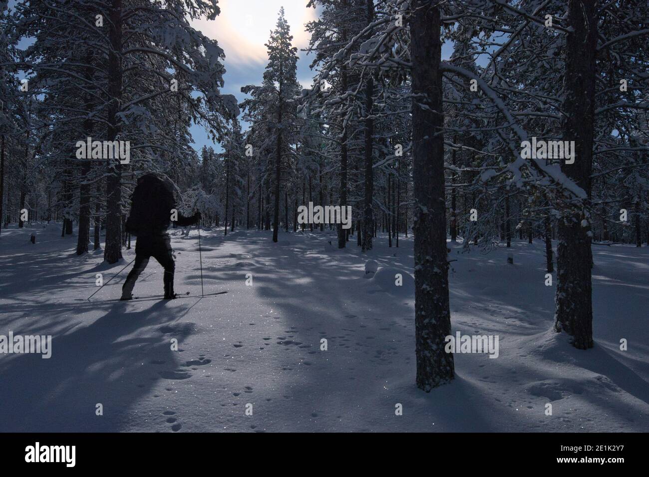 Skier in moonlit forest, Muonio, Lapland, Finland Stock Photo - Alamy