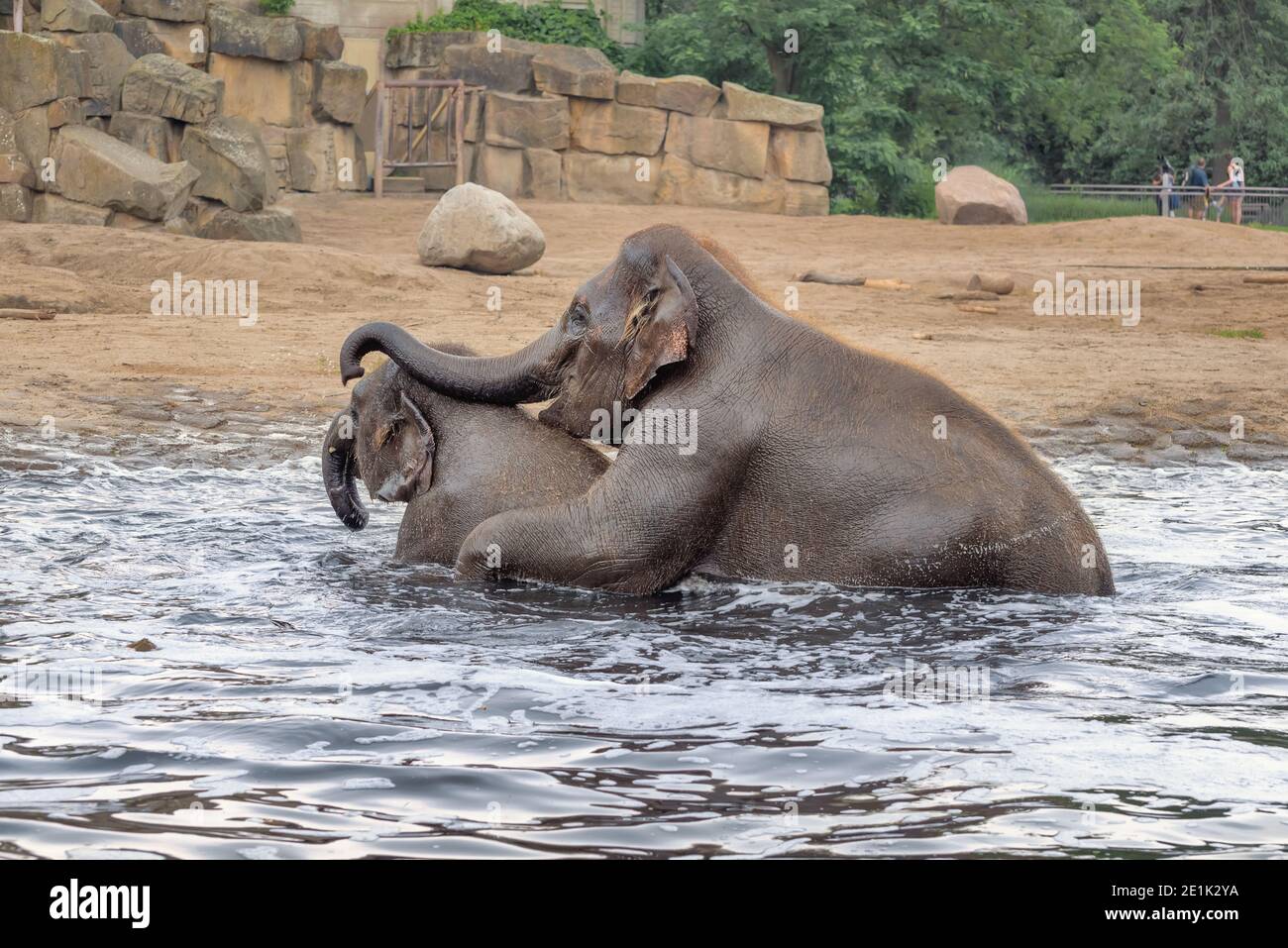 Baby Elephants Playing in water. Elephants World Stock Photo - Alamy