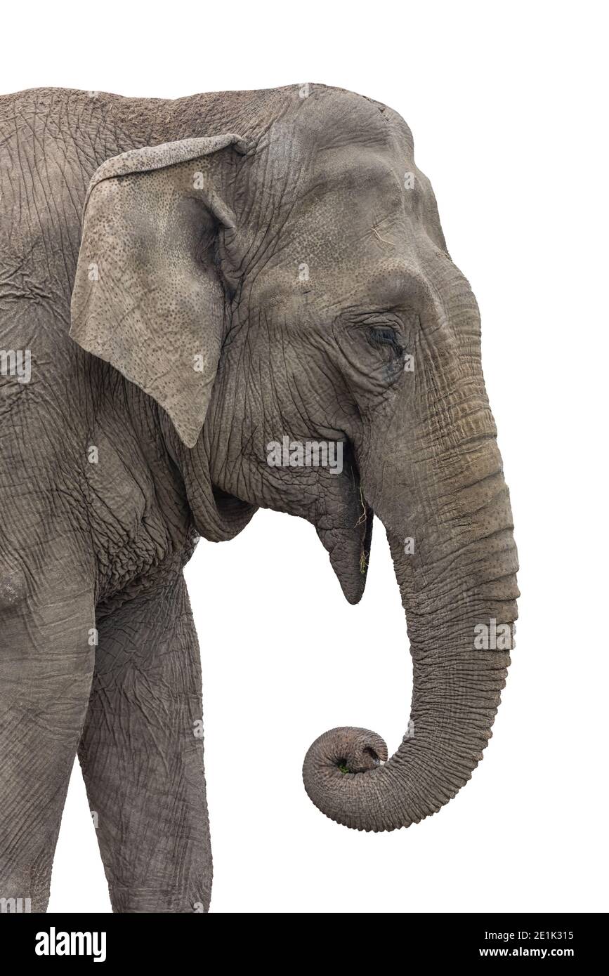Asiatic Elephant, Elephas maximus Portrait Close up Isolated Stock ...