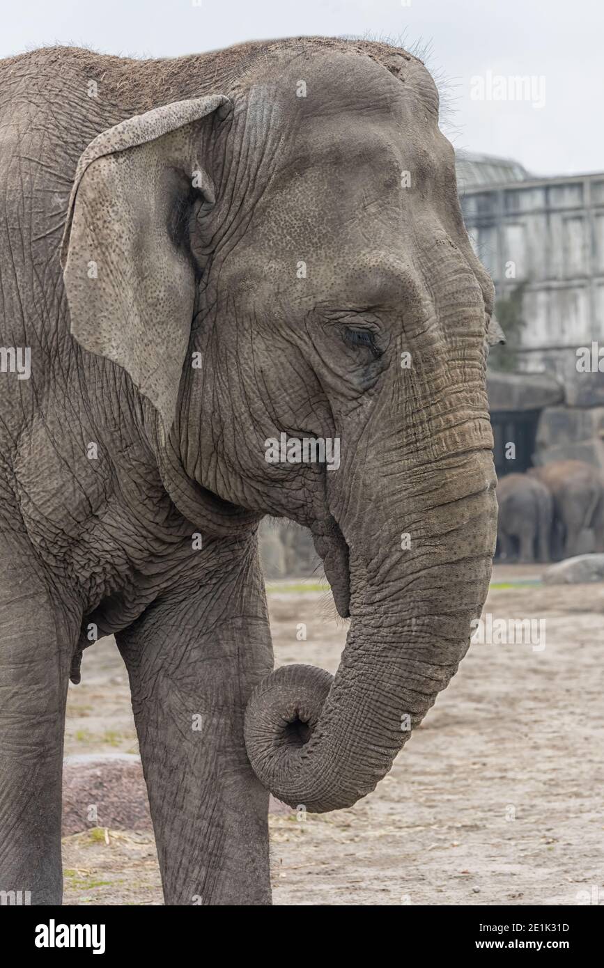 Asiatic Elephant, Elephas maximus Portrait Elephants World Vertical ...
