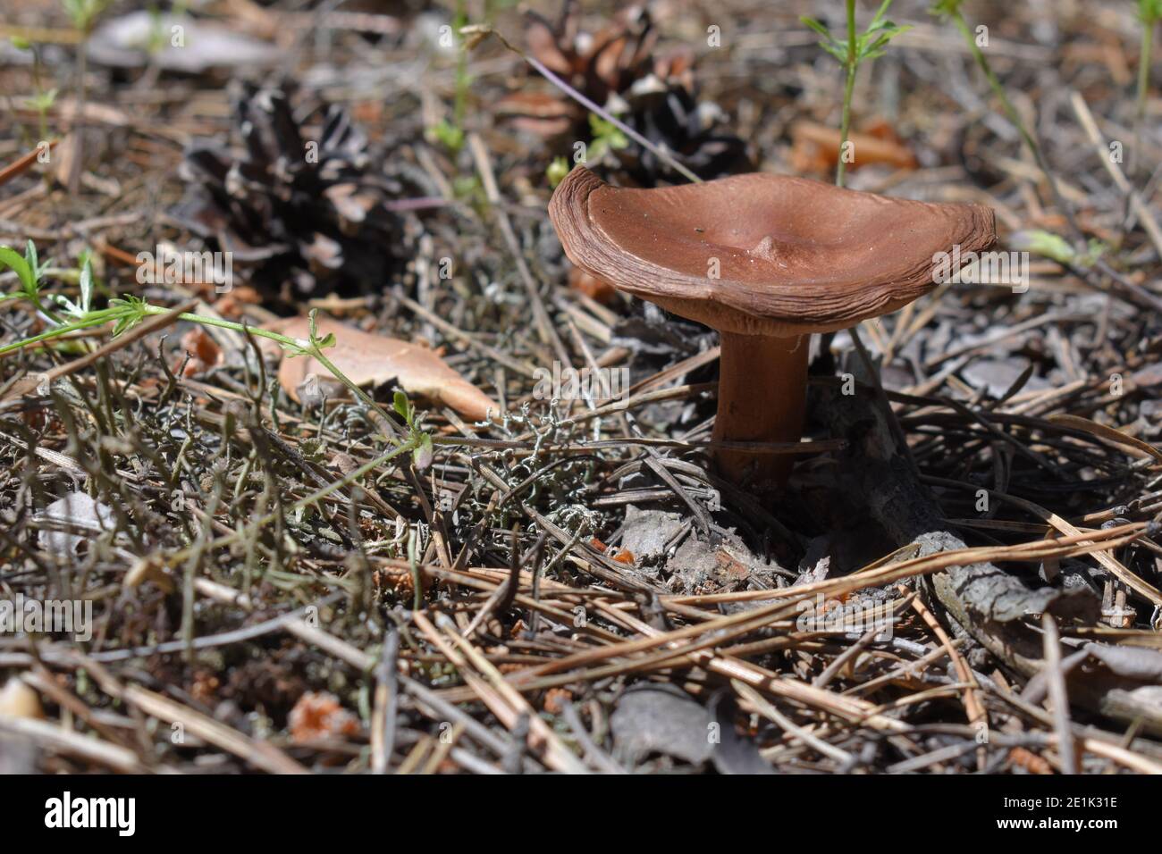 Mushroom bloom hi-res stock photography and images - Alamy