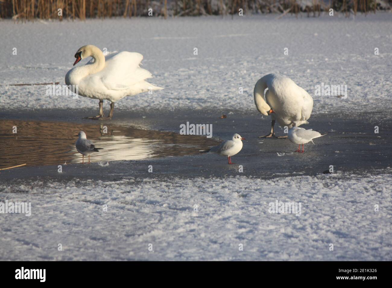 Scottish winter wildlife hi-res stock photography and images - Alamy
